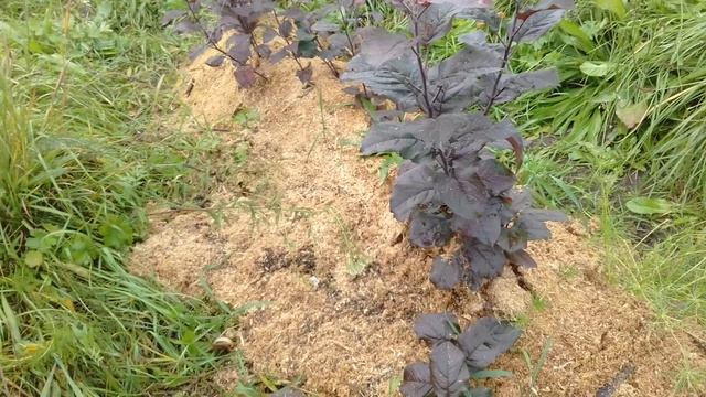 Копаю клоновые подвои для яблони