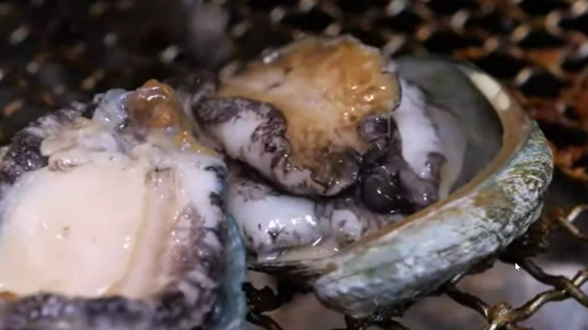 На гриле угрь и устрицы. Гостиничная еда.