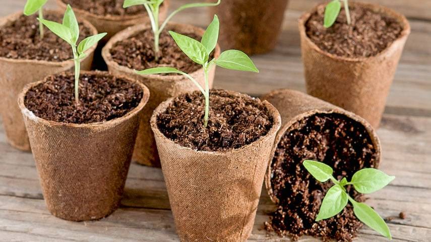 Моя рассада 2020