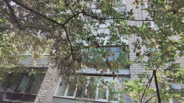 Видео о Махаон. Балкон_09.2022