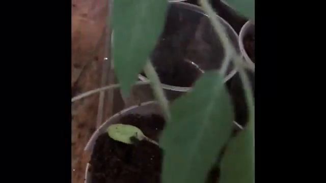 Как я сажаю помидоры