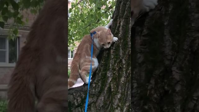 Прогулка Джинджера (11-05-23)