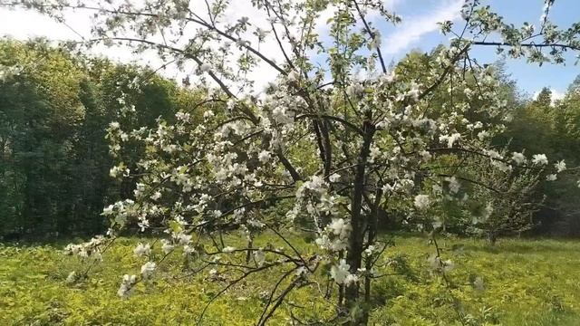 СНТ Ветерок, Хутор