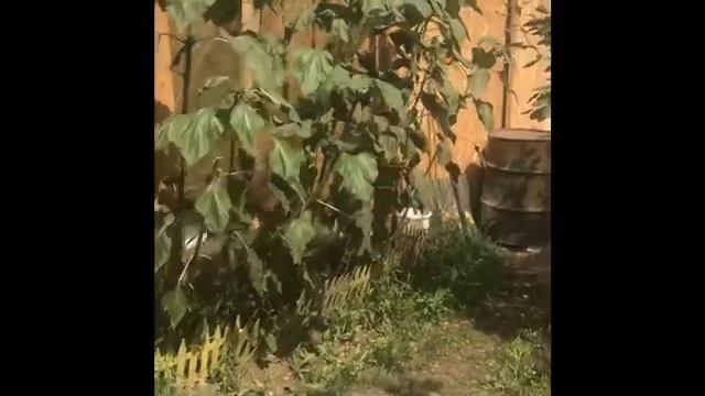 Прогулка по саду часть 2