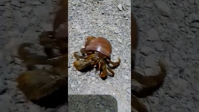 Это просто Чунга-чанга какая-то!