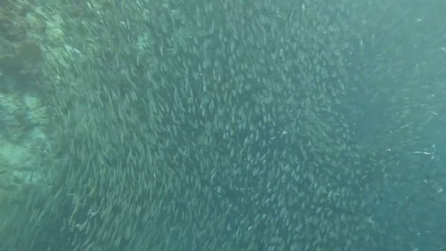 Плавание с сардинами и зелеными черепахами