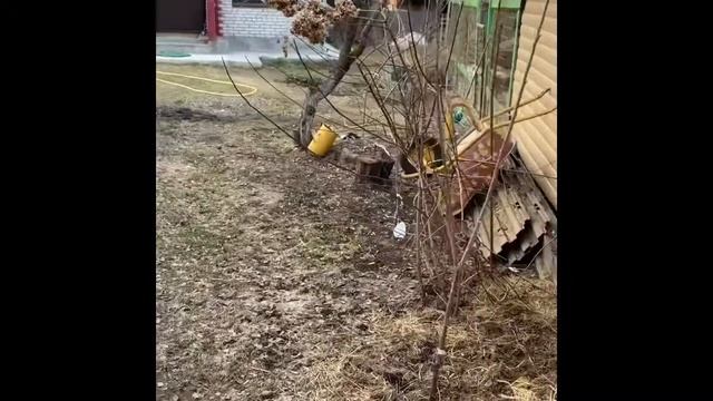 Весна обход участка козы кролики