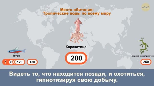 У какого вида животных рождается больше всего детенышей за раз