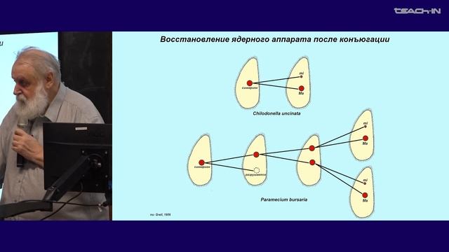 4. Инфузории. Царство Rhizaria. Часть 1. Зоология беспозвоночных - Малахов В.В. Teach-in.