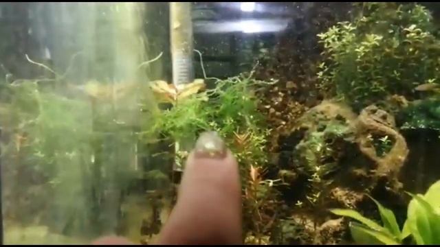 Борьба с водрослями в аквариуме