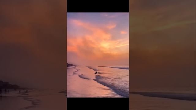 Cуровая белка