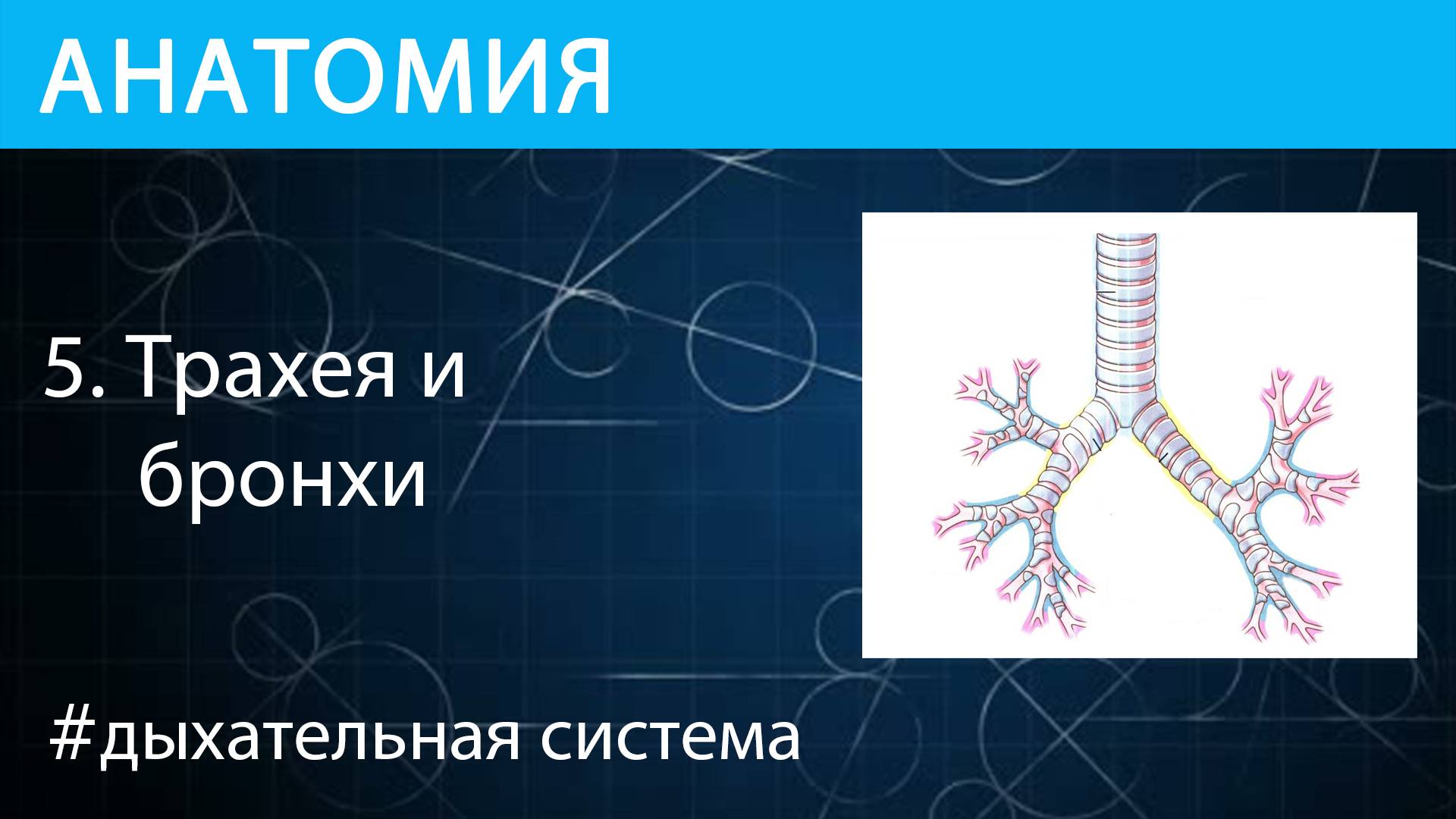 Анатомия: трахея и бронхи