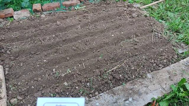 15 июля посадили дайкон "Саша", надеюсь не поздно