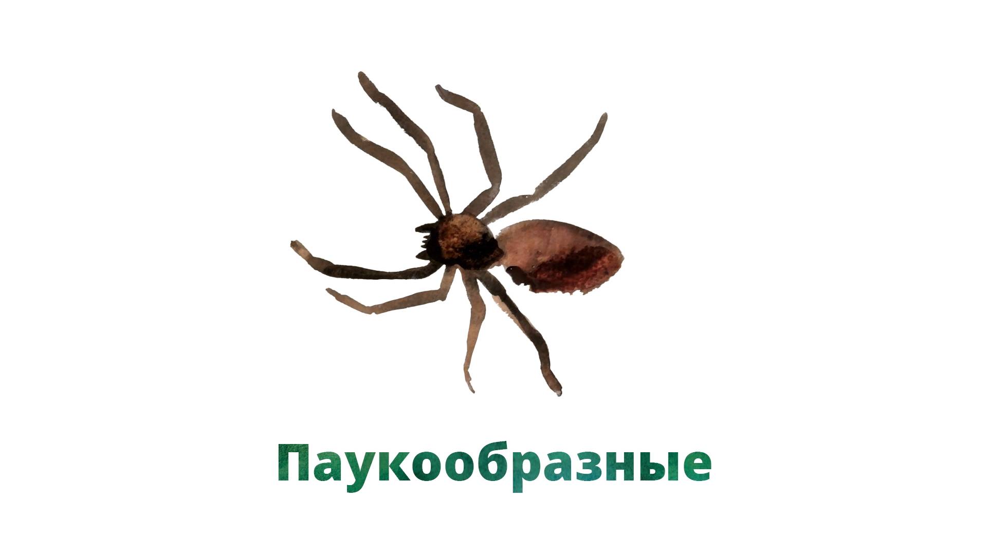 9. Паукообразные и многоножки