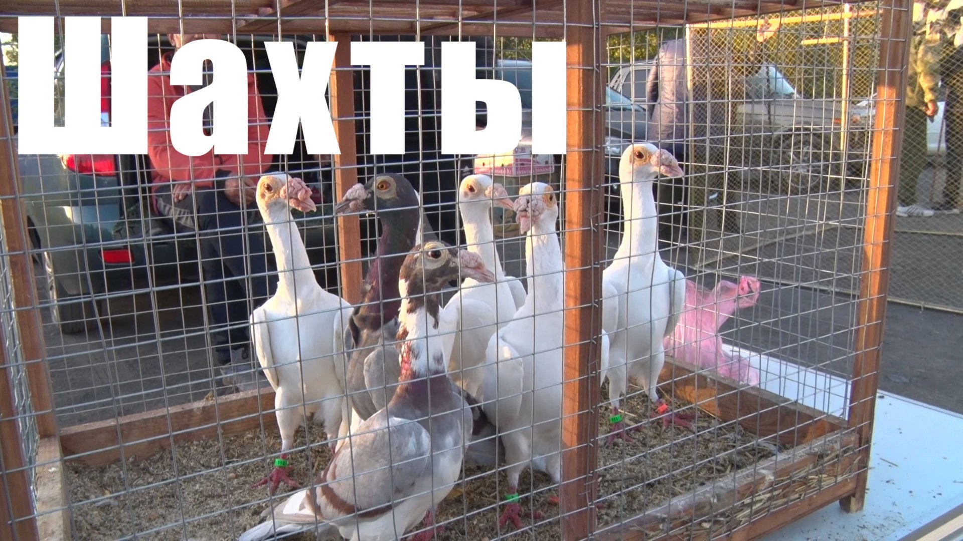 Птичий рынок. Шахты. [06.10.2024]