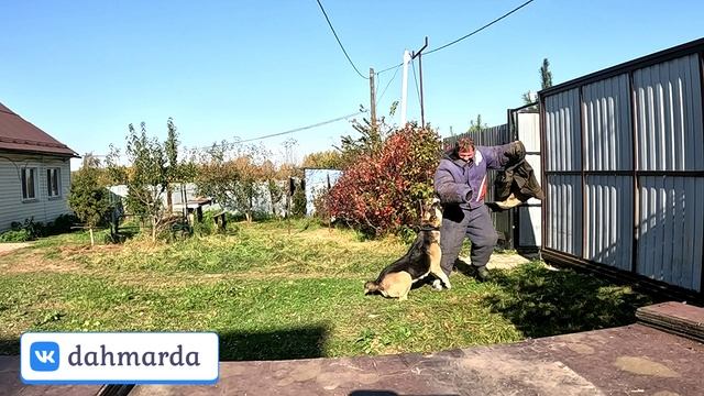 Жесткая работа аборигенных среднеазиатских овчарок!