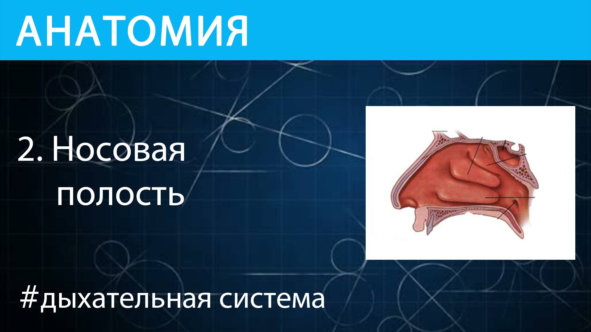 Анатомия: носовая полость