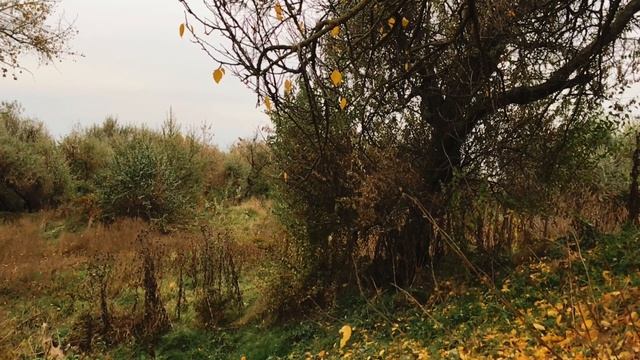 Михайловский Родник 24-10-21