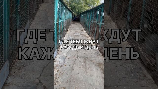 Приют Некрасовка. 10 сектор. Тебя здесь ждут