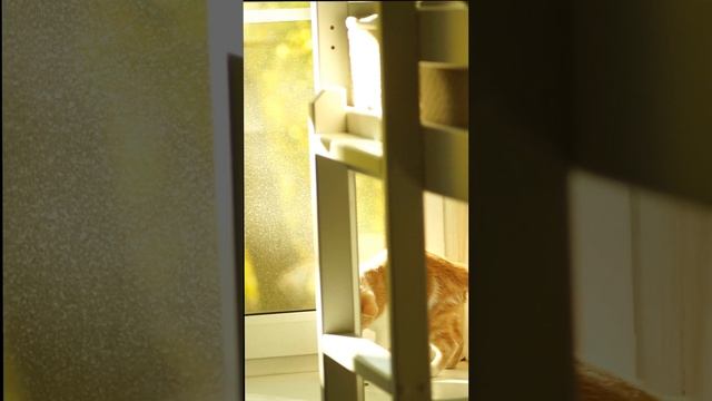 Кот Джинджер