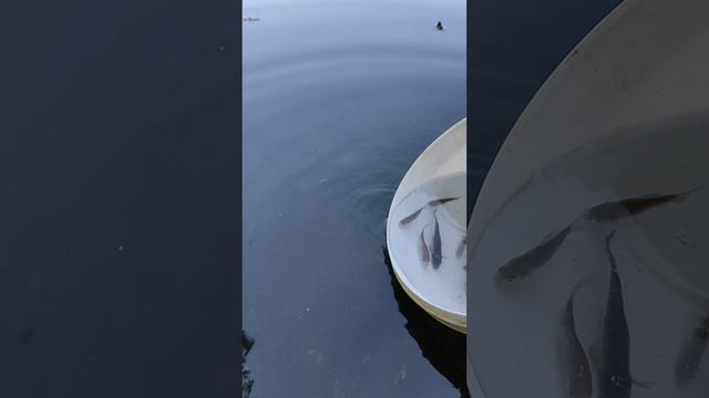 Продолжаю зарыблять озеро карасями, рыбалка в Крыму 2024