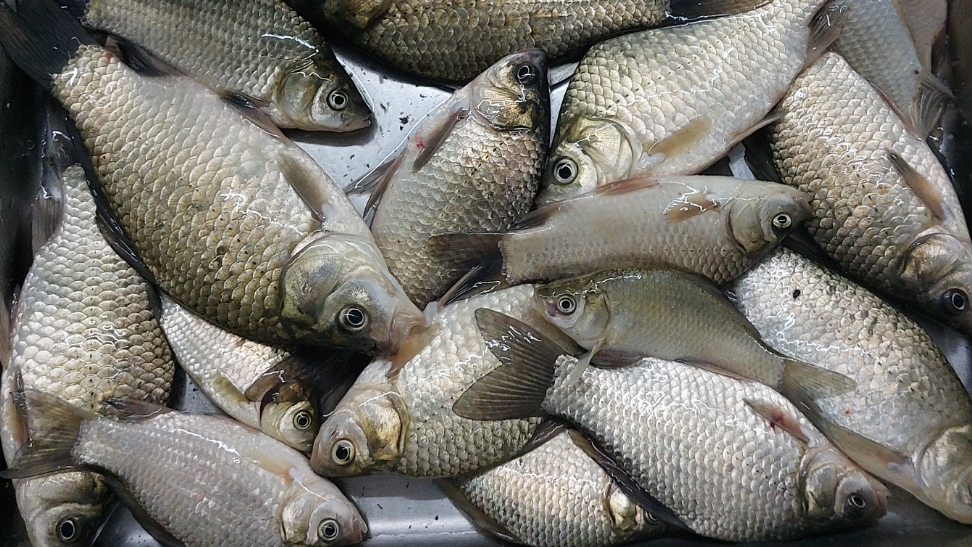 Ловля КАРАСЯ на пруду деревенском.Рыбалка 2024г.