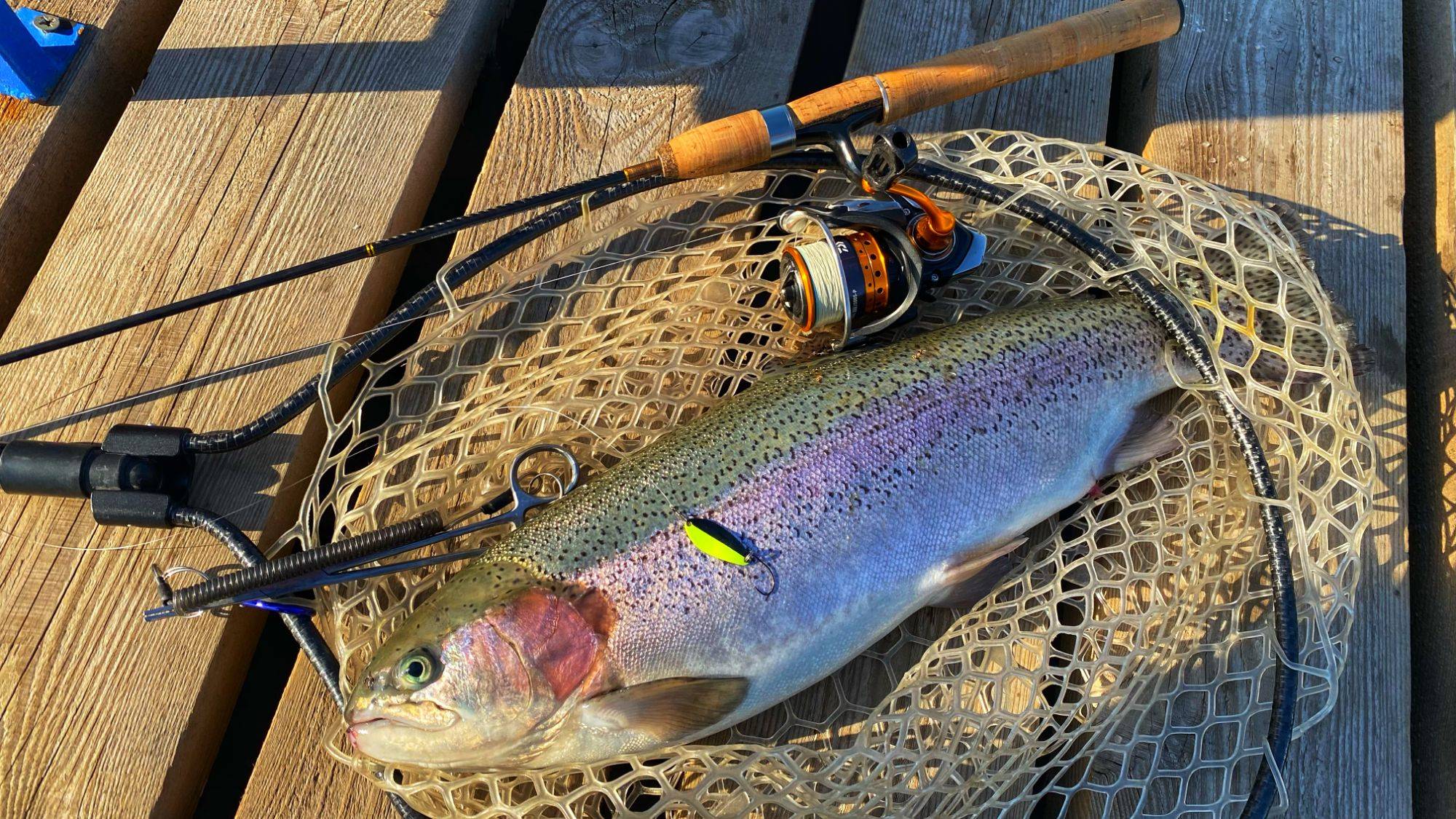 БЛЕСНА БЕЗОТКАЗНО ЛОВИТ ФОРЕЛЬ Рыбалка на спиннинг в октябре 2024