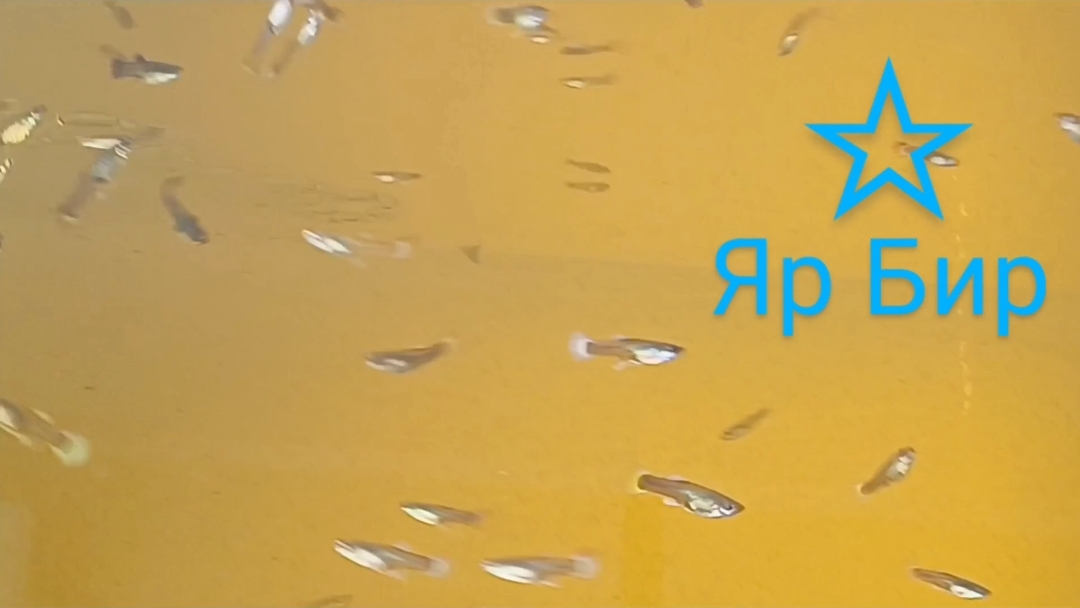 Передача "Подводный Мир" серия 1