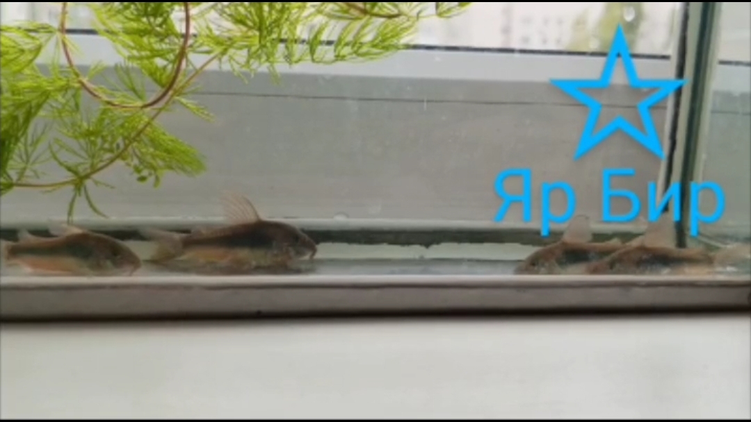 Передача "Подводный Мир" серия 2