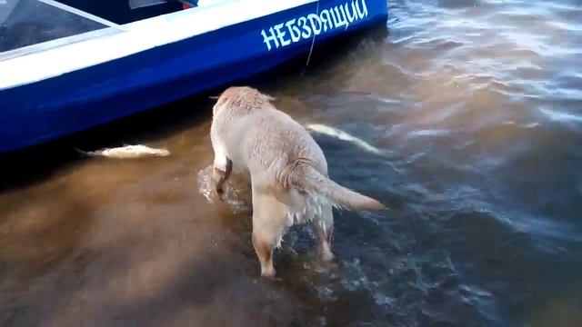 Ромео на рыбалке