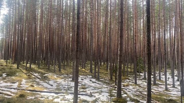 Таинственный лес. Лесной мох