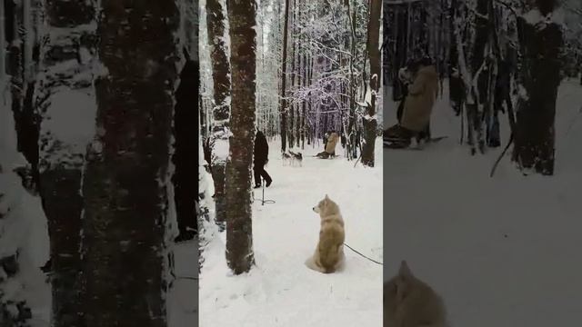 Хаски скулят от перевозбуждения.Сильно хотят уже бежать.