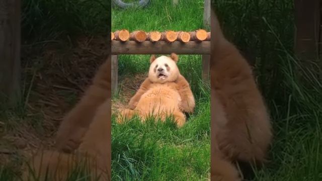 Когда накушался в обед и не понимаешь, как идти и работать ещё полдня 😁😄😄