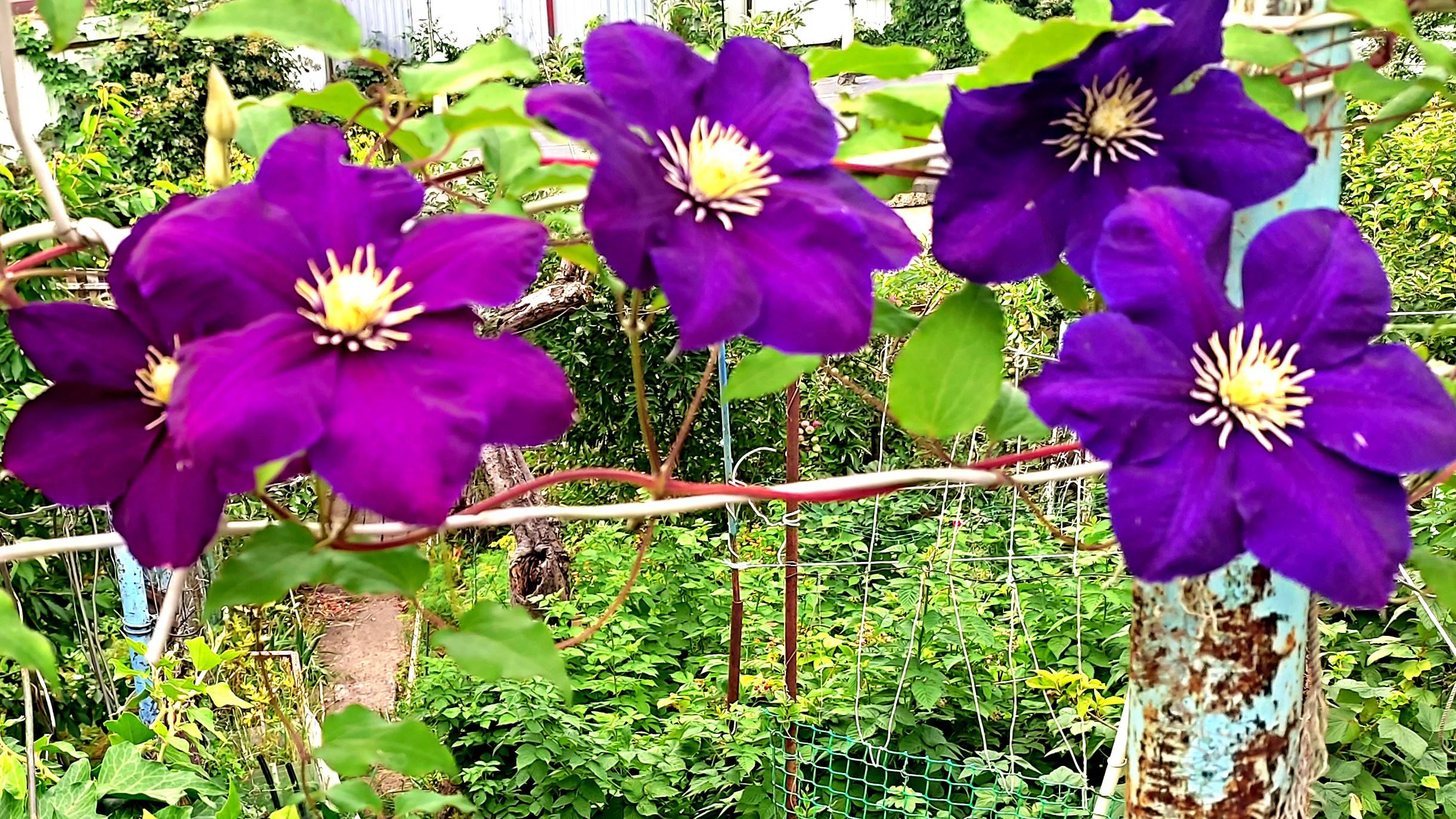 2023 август Цветы на хатке