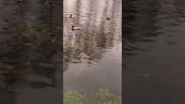 Загадка Чудовища. Продолжение в Главе 2 "Изгой" #василиса #аудиокниги #мистика