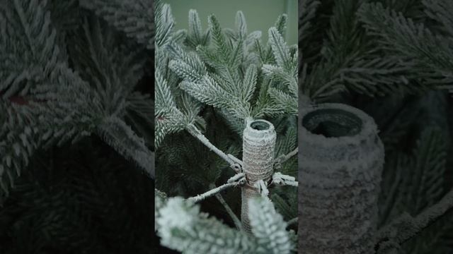 Обзор Ели Лесная Красавица заснеженная