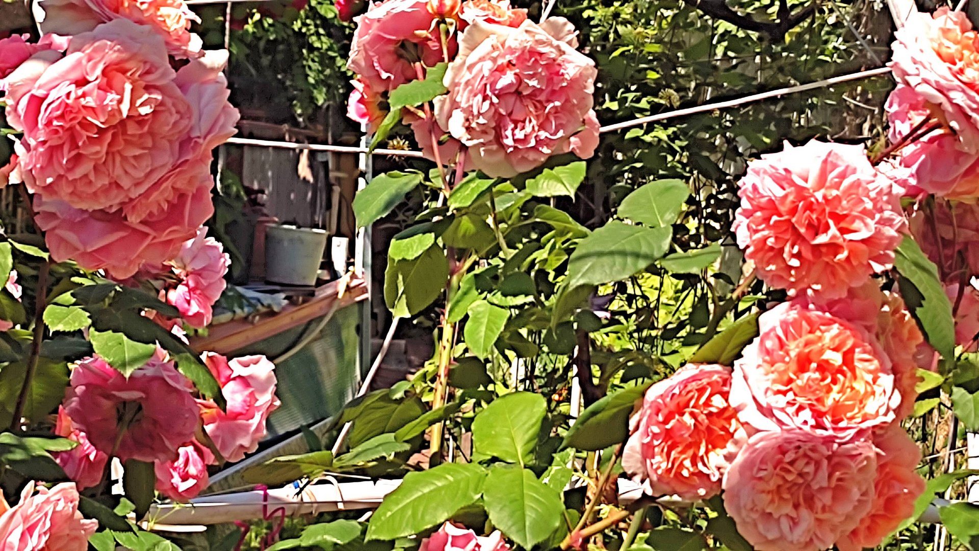 2024 июль Хатка Дарите женщине цветы , видео