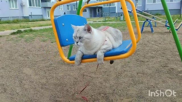 6.06.2024 Кошки наши открыли летний прогулочный сезон