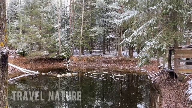 Начало зимы и весь лес в снегу