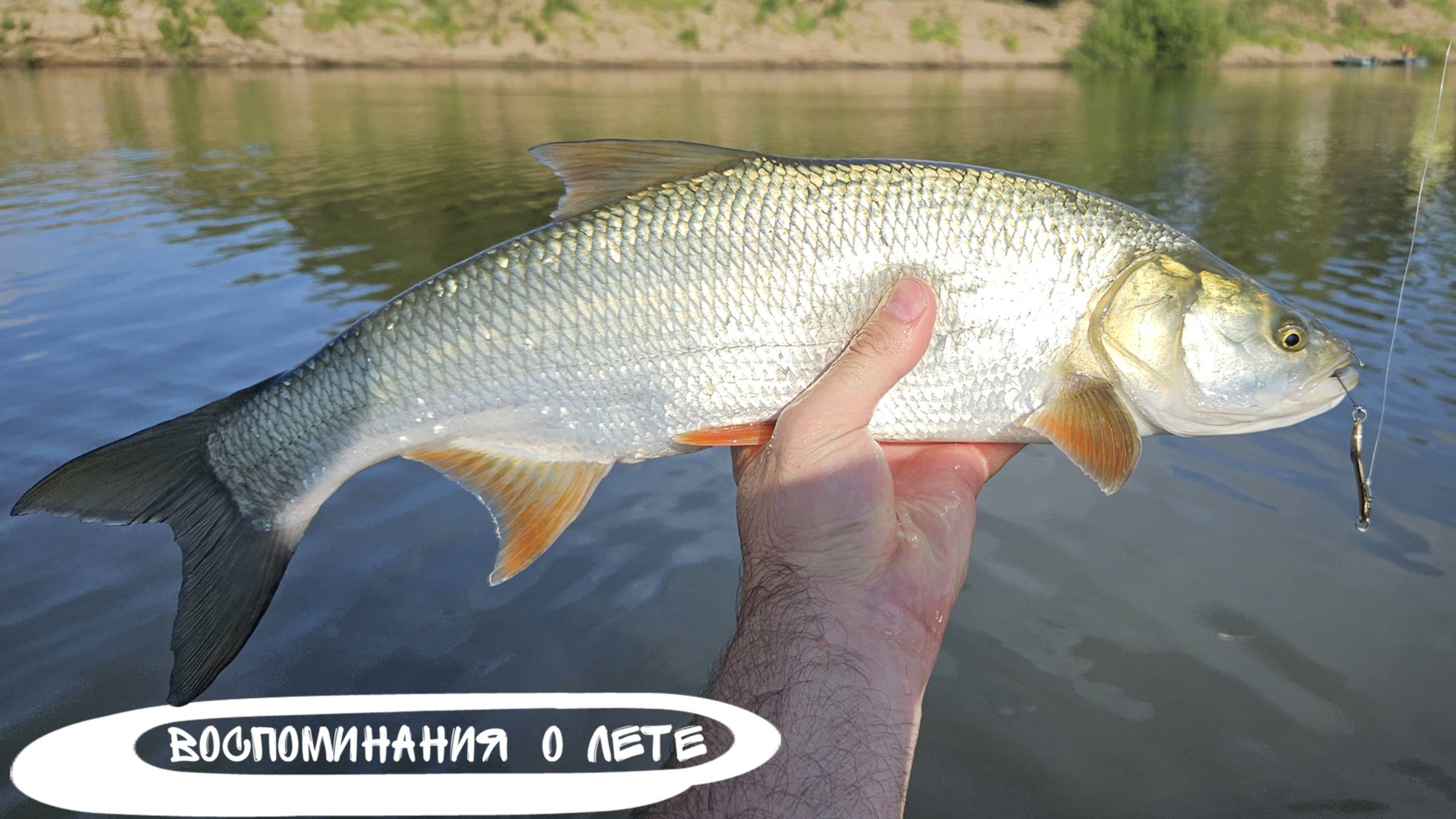 Жерех на Ахтубе (ч.2) День второй. На том же месте, в тот же час.