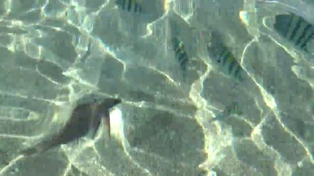 Подводный мир