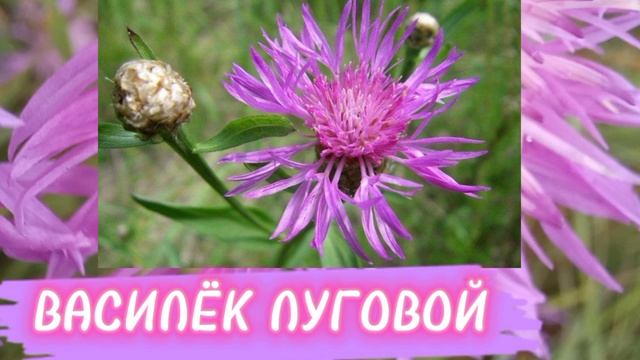 Видео 🎞️ фильм.ВАСИЛЁК ЛУГОВОЙ.ЛЕКАРСТВЕННОЕ растение.Собирайте Травы для лечения .