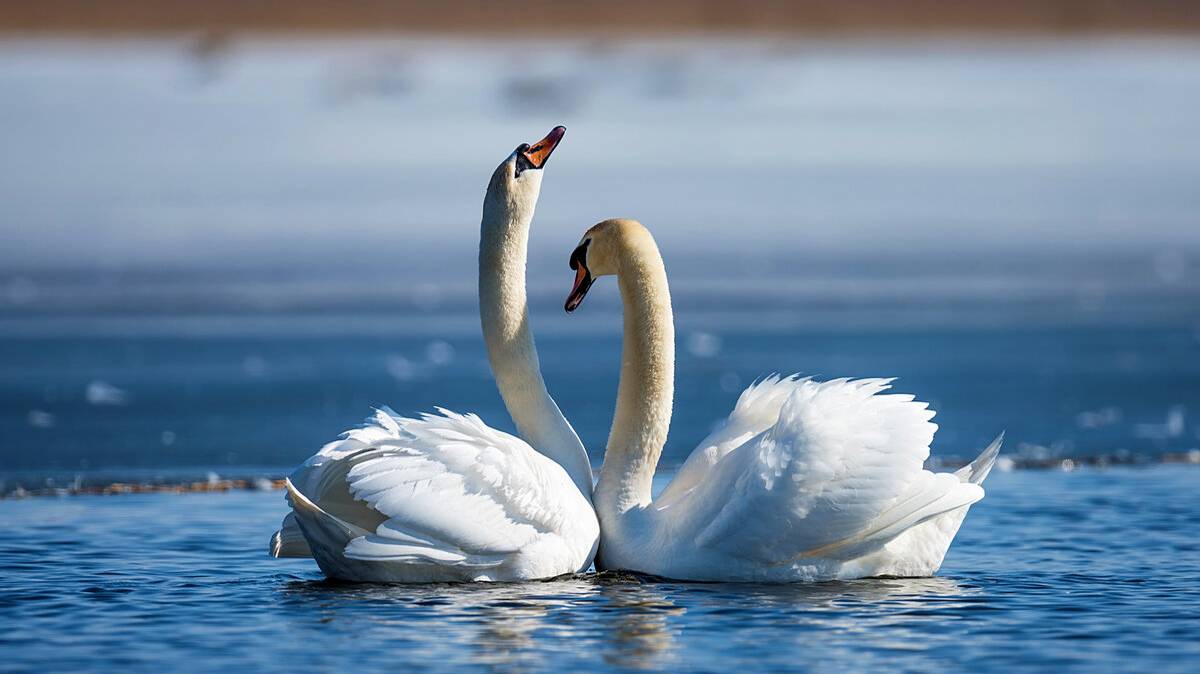 15 Лебеди. Бои местного значения. Усть-Кишерть