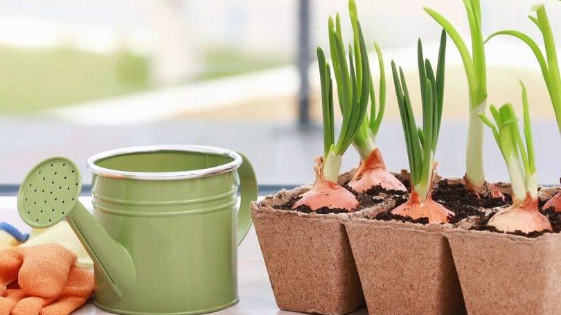 Лук на зелень дома на окне