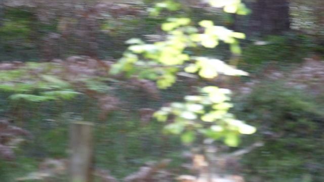 Сойка пересмешница в лесу