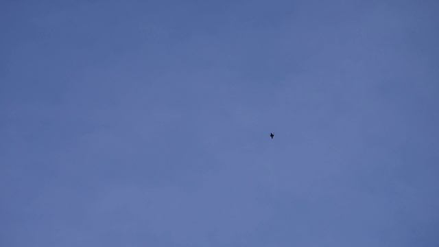 Сорока в полете