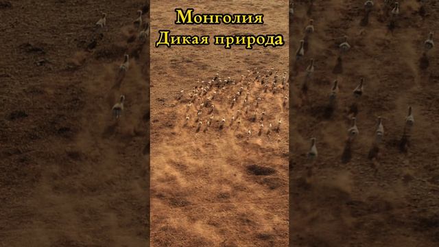 Зераны_Бегство от дрона