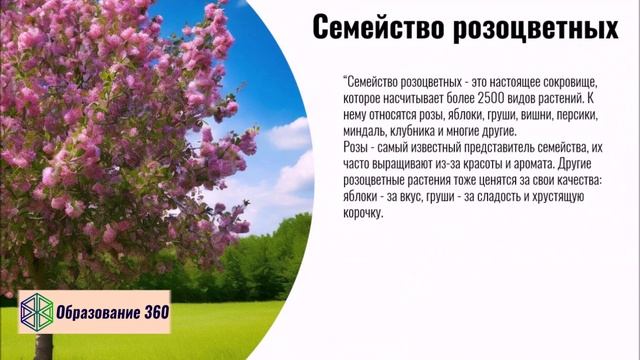 УРОК 12|7 класс.Семейства Крестоцветные и Розоцветные