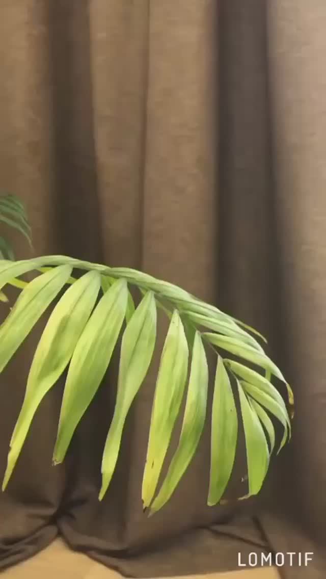 Римские шторы из плотного тюля с отделкой галстук