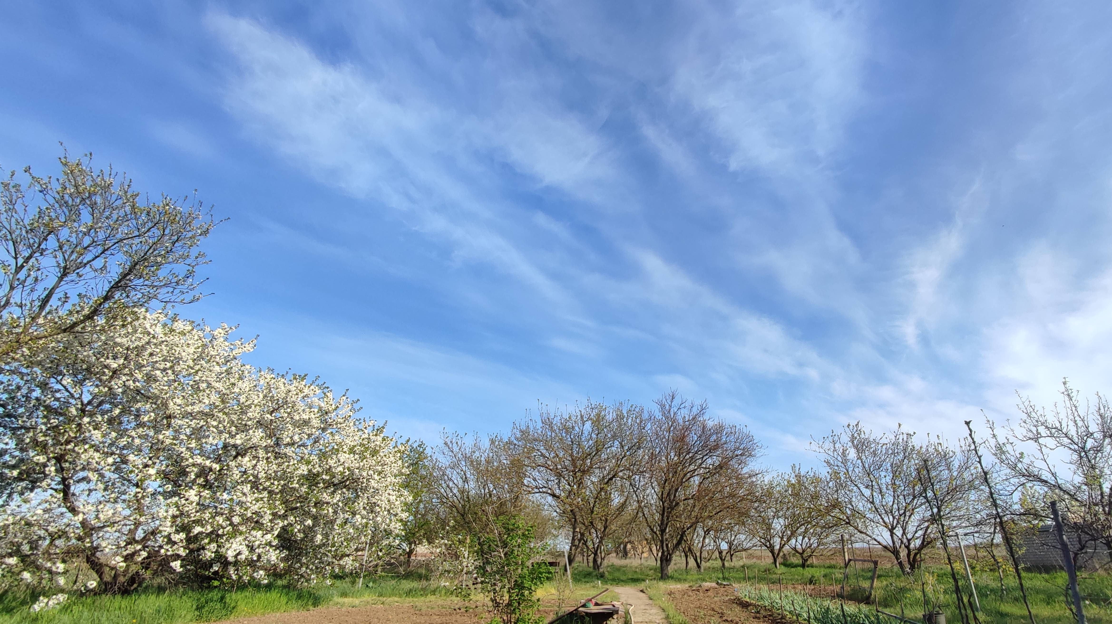 Волшебное цветение и плодоношение деревьев в саду. Хроника картин процесса тотального счастья !!